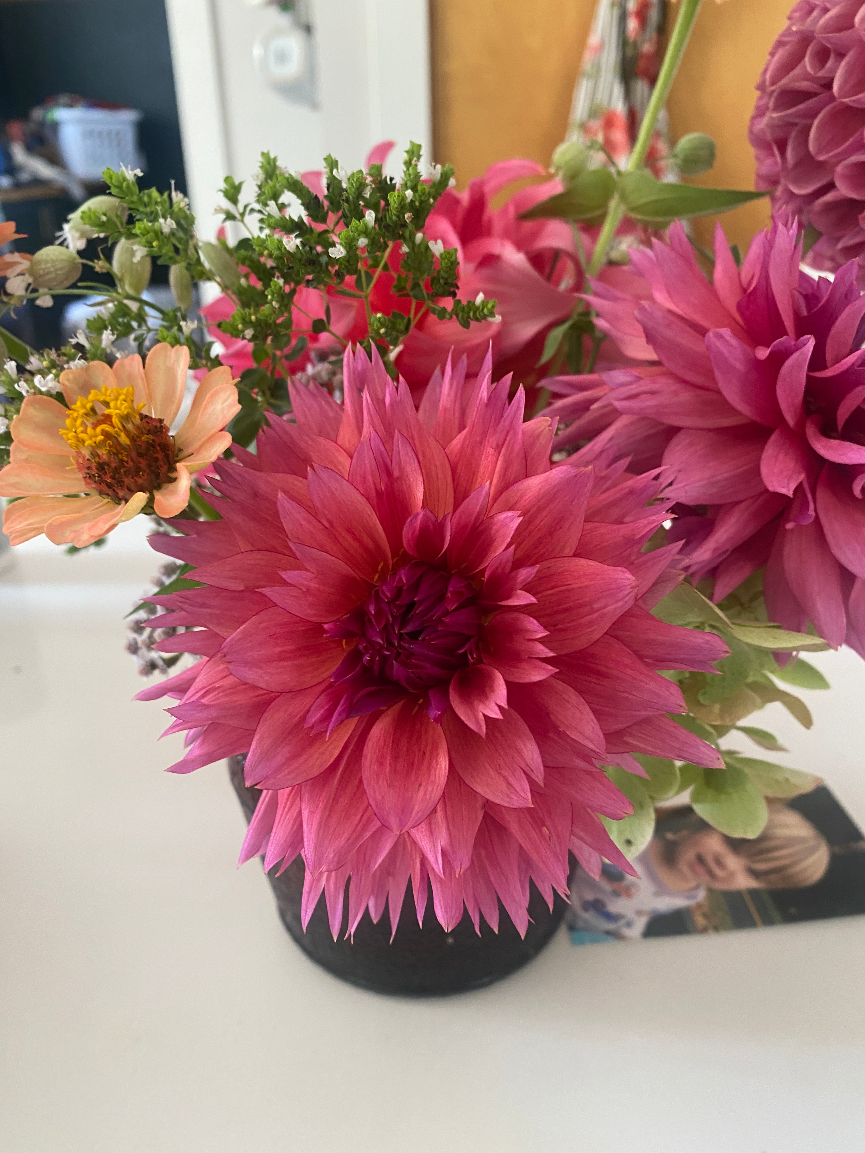 Sonic Bloom Dahlia Tuber – Jessica Blooms Farm