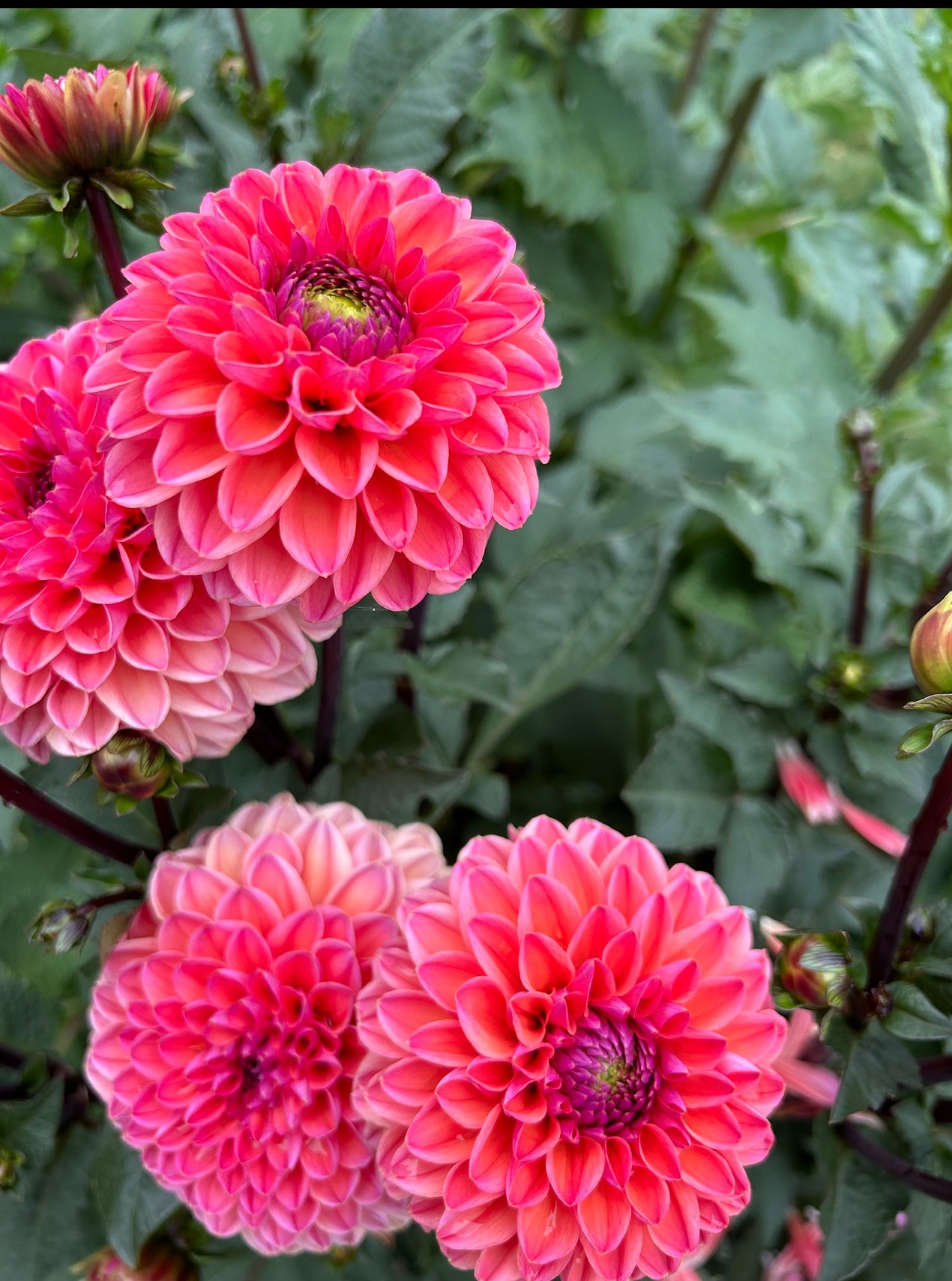 Daisy Duke Dahlia Tuber – Jessica Blooms Farm