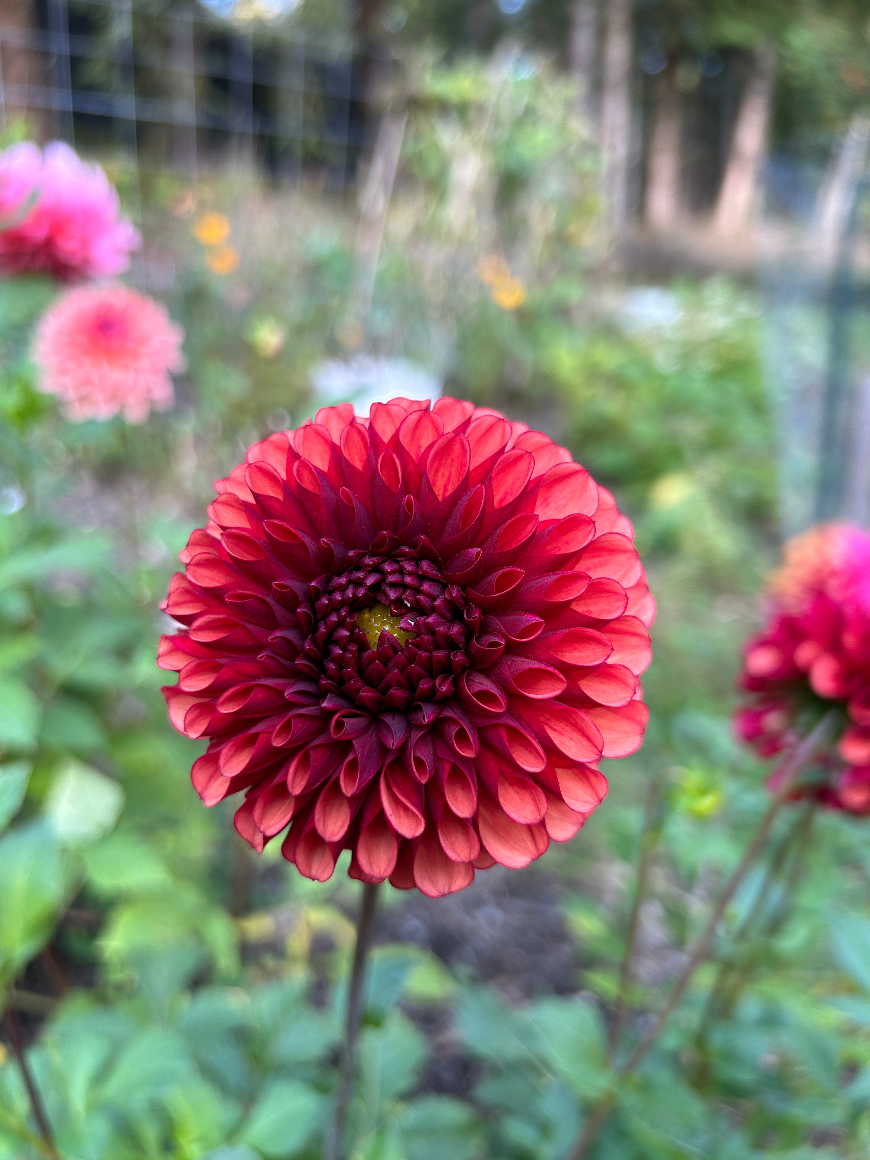 Copper Boy Dahlia Tuber – Jessica Blooms Farm