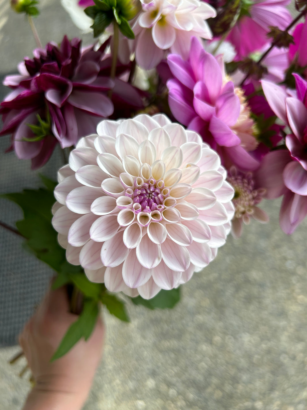 Products – Page 4 – Jessica Blooms Farm